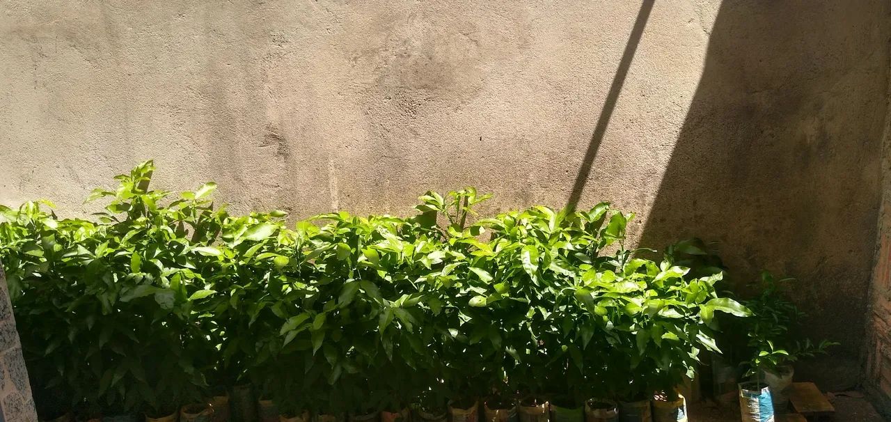 R$ 5 sai logo Muda de pitomba Verde. LEIA DESCRIÇÃO - Produção Rural ...