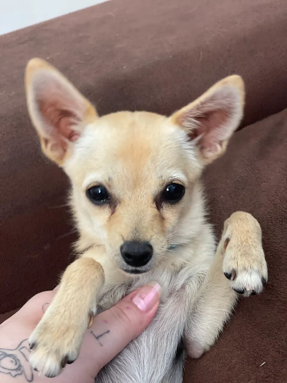 Chihuahua fêmea deer head 6 meses - Cachorros - Residencial Frei Galvão ...