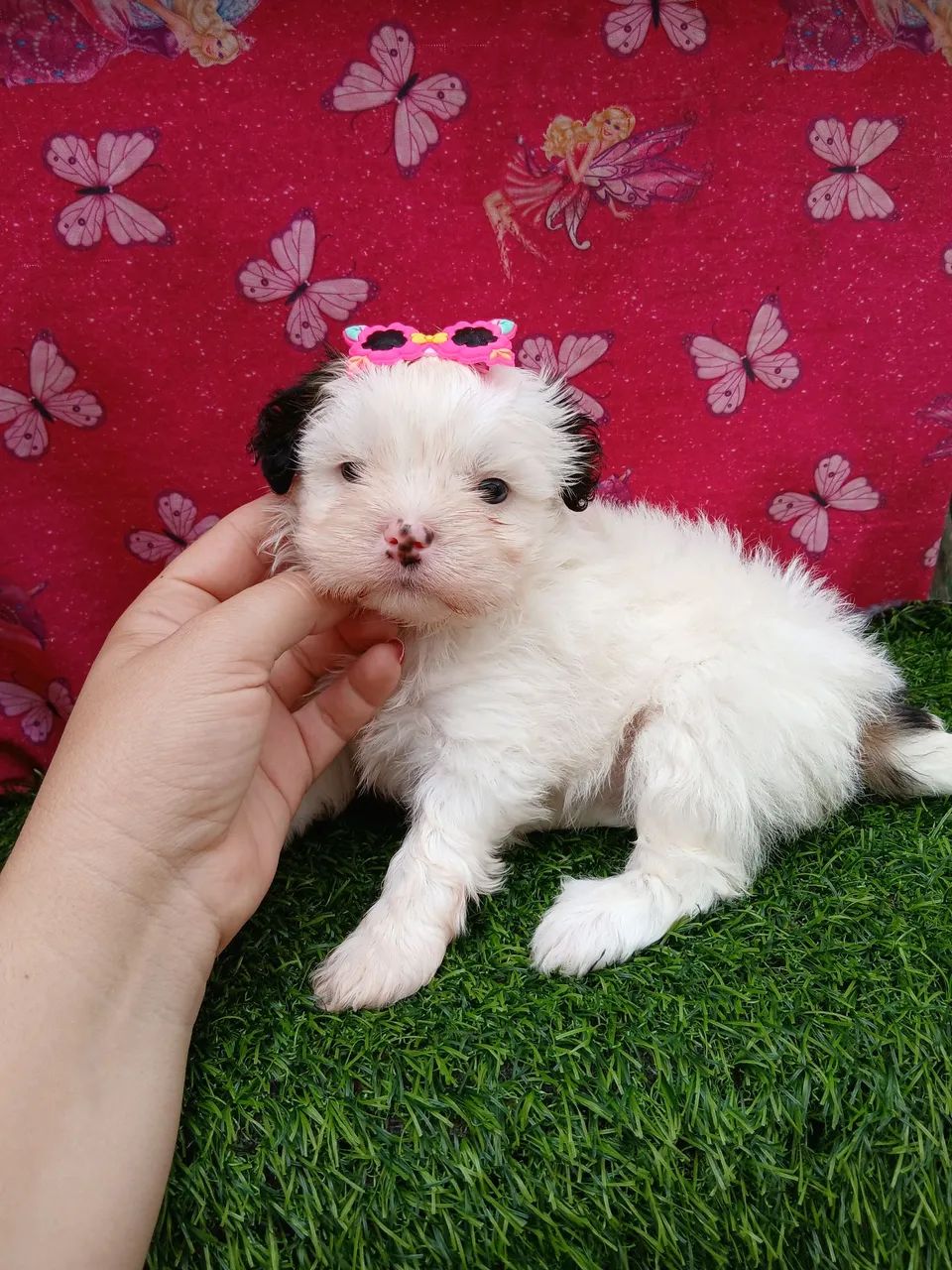 Shitzu fêmea mini branquinha linda - Cachorros - Residencial Maria ...