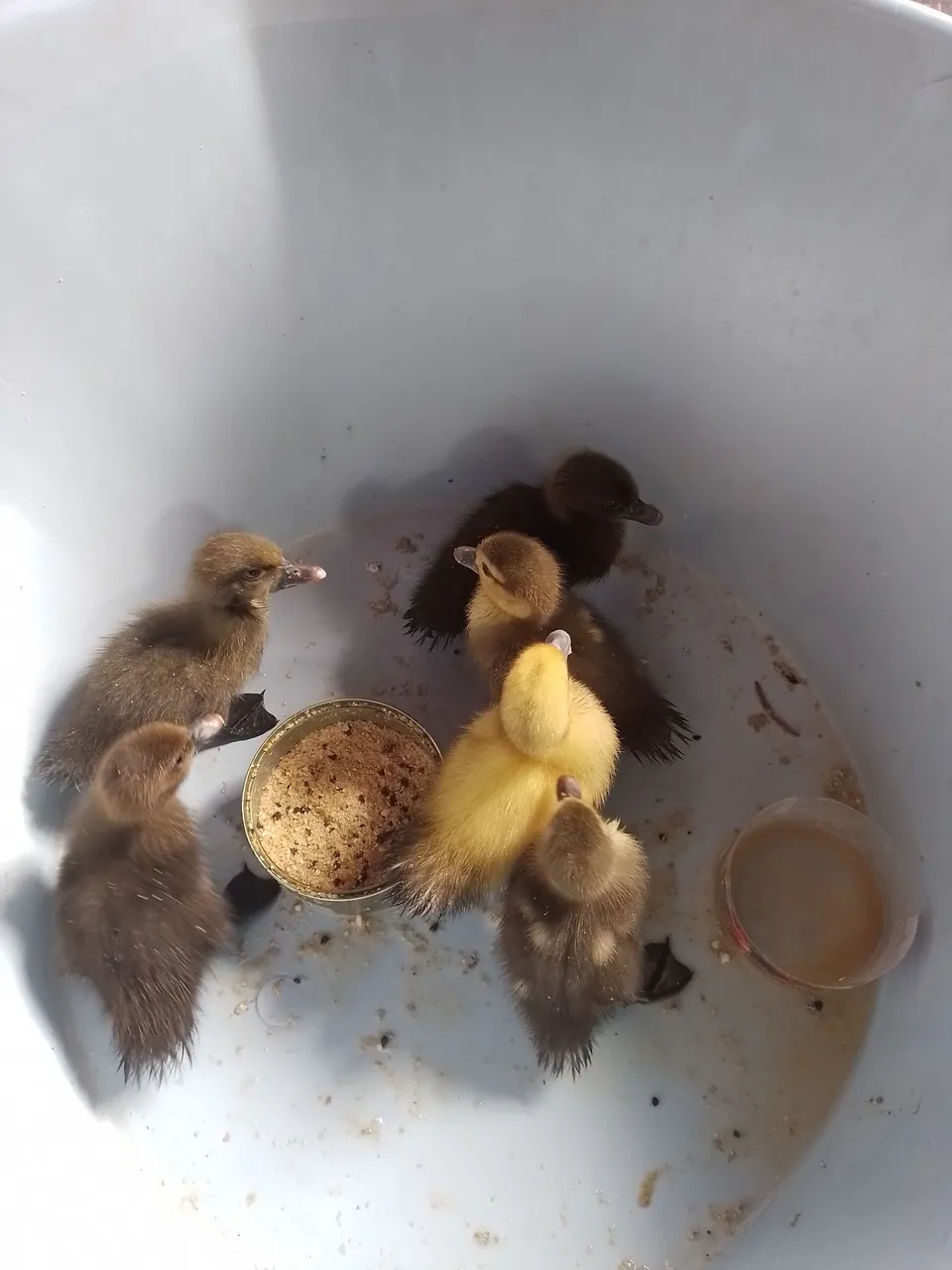"filhotes de patos" - Outros animais no Brasil