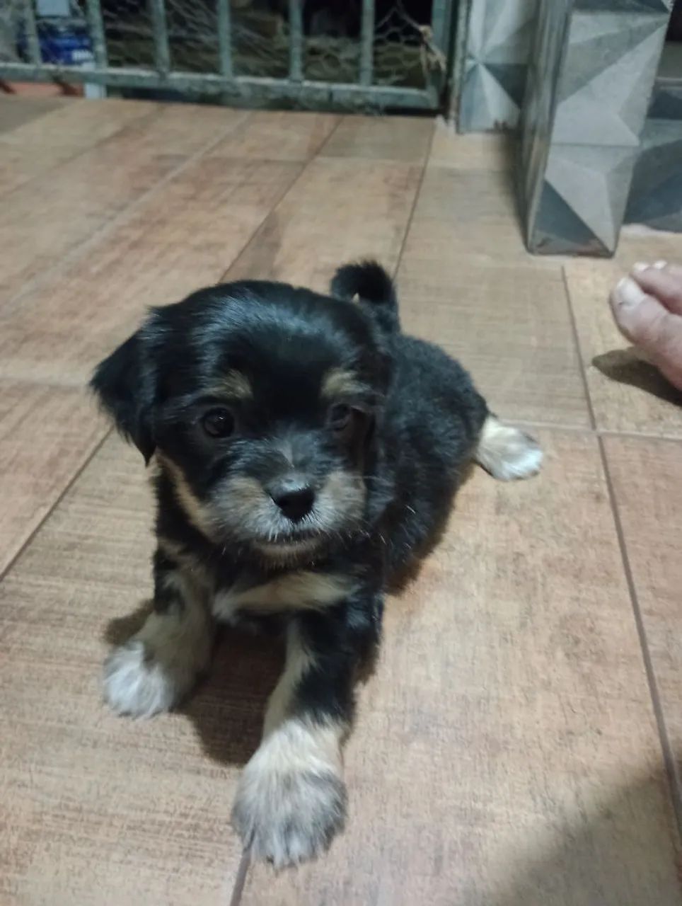 Lhasa apso - Cachorros - Setor Leste (Gama), Brasília 1469641582 | OLX