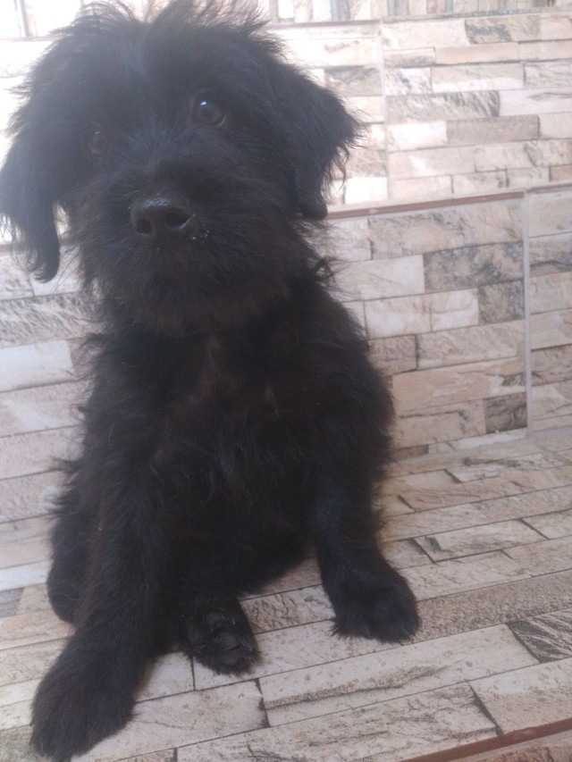 Filhote de cachorro puldo | +12 anúncios na OLX Brasil