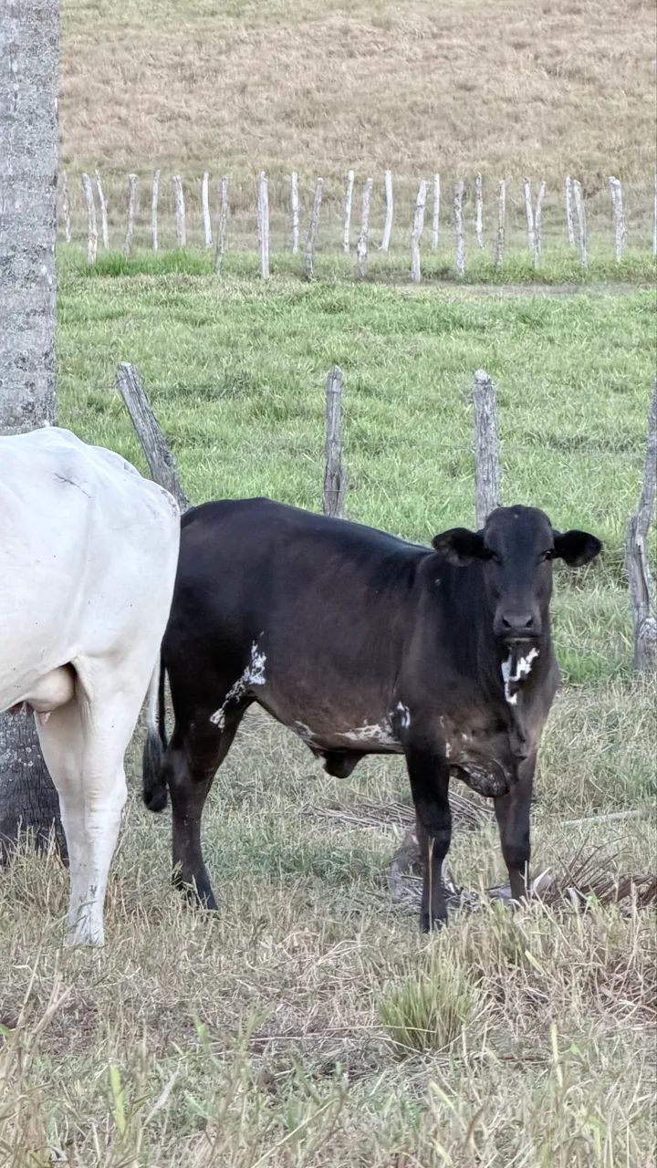 Vacas parida de bezerros Nelore - Animais para agropecuária - Lagarto ...