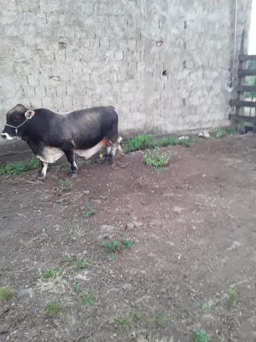 Boi mini boi | +798 anúncios na OLX Brasil