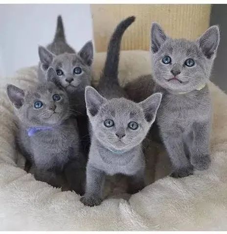 "gato azul russo" no Brasil