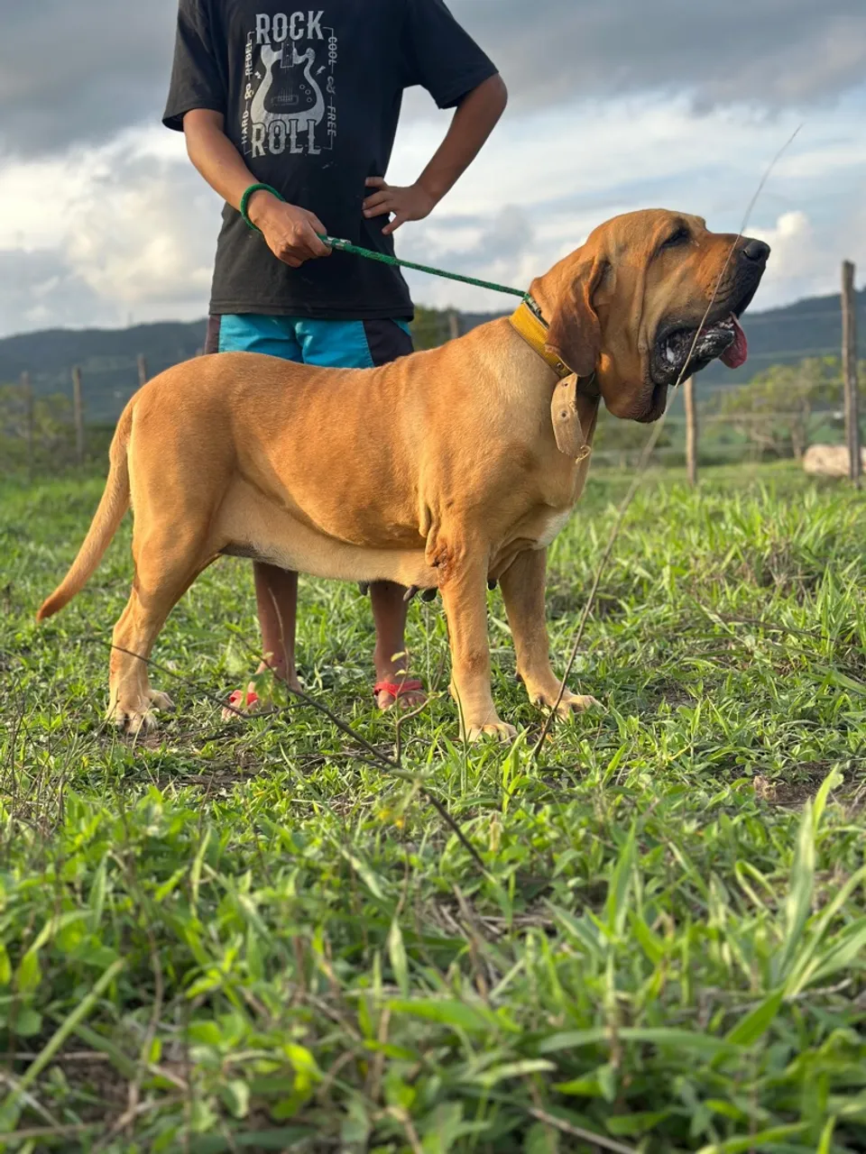 "fila brasileiros" no Brasil