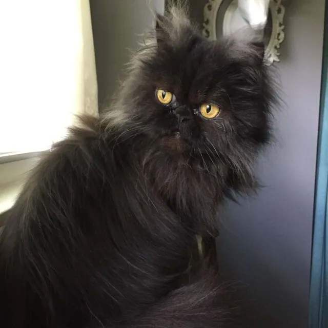 "persa preto" - Gatos no Brasil