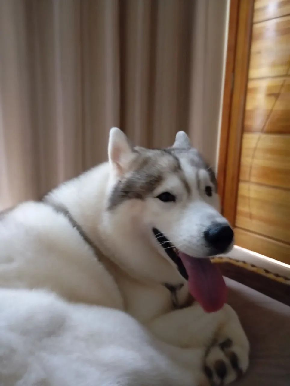 Rusky seberiano - Cachorros - Interlagos, Cascavel 1468599848 | OLX