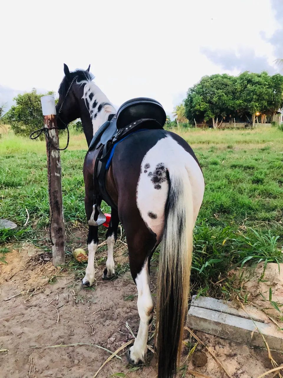 Pra vender cavalo MM de picado - Animais para agropecuária - Umbaúba ...