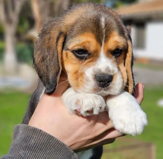 "beagle bicolor" no Brasil