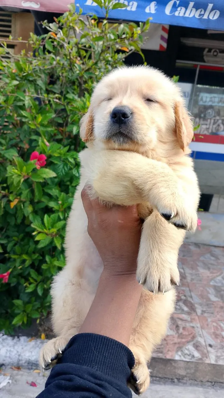 "golden retriever macho" - Cachorros no Brasil