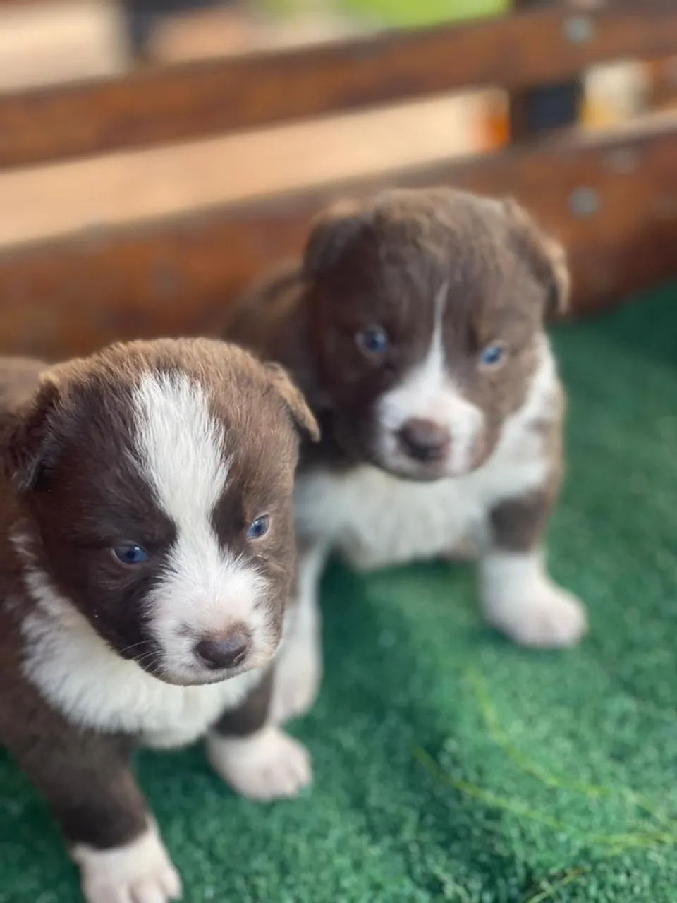"filhote border collie" - Cachorros no Brasil