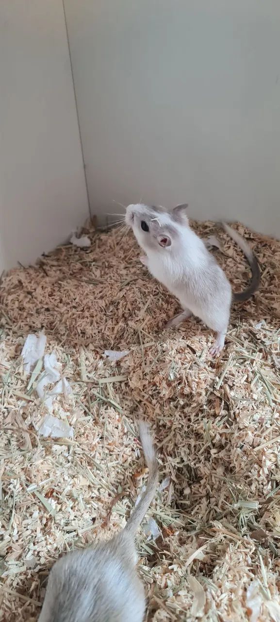 Filhotes de esquilo da Mongólia. 80 o par - Gatos - Santa Esmeralda ...