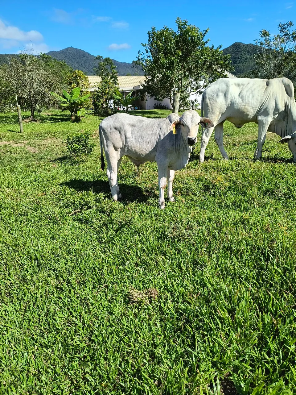 "bezerro nelore" - Animais para agropecuária no Brasil