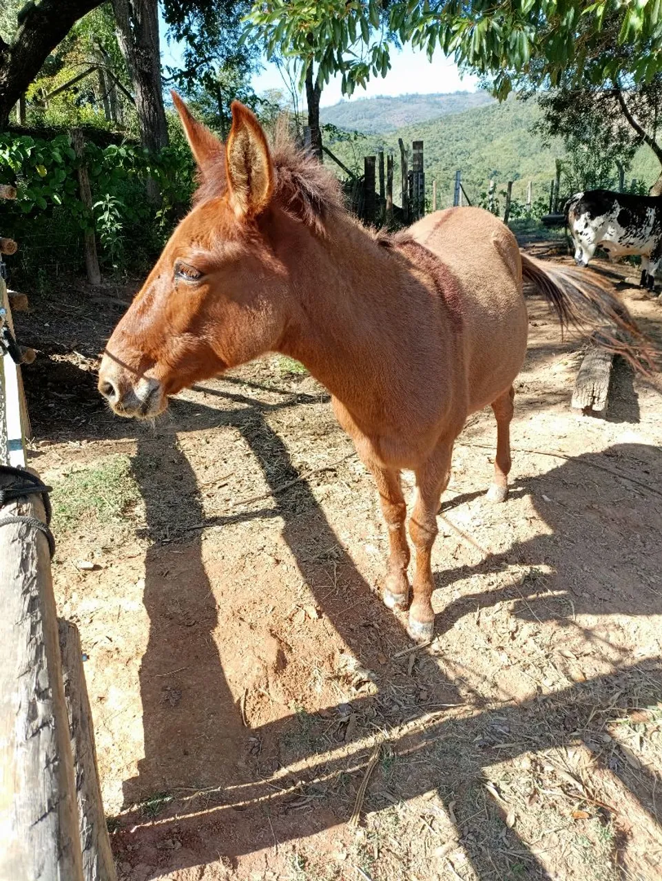 "uma mula" no Brasil
