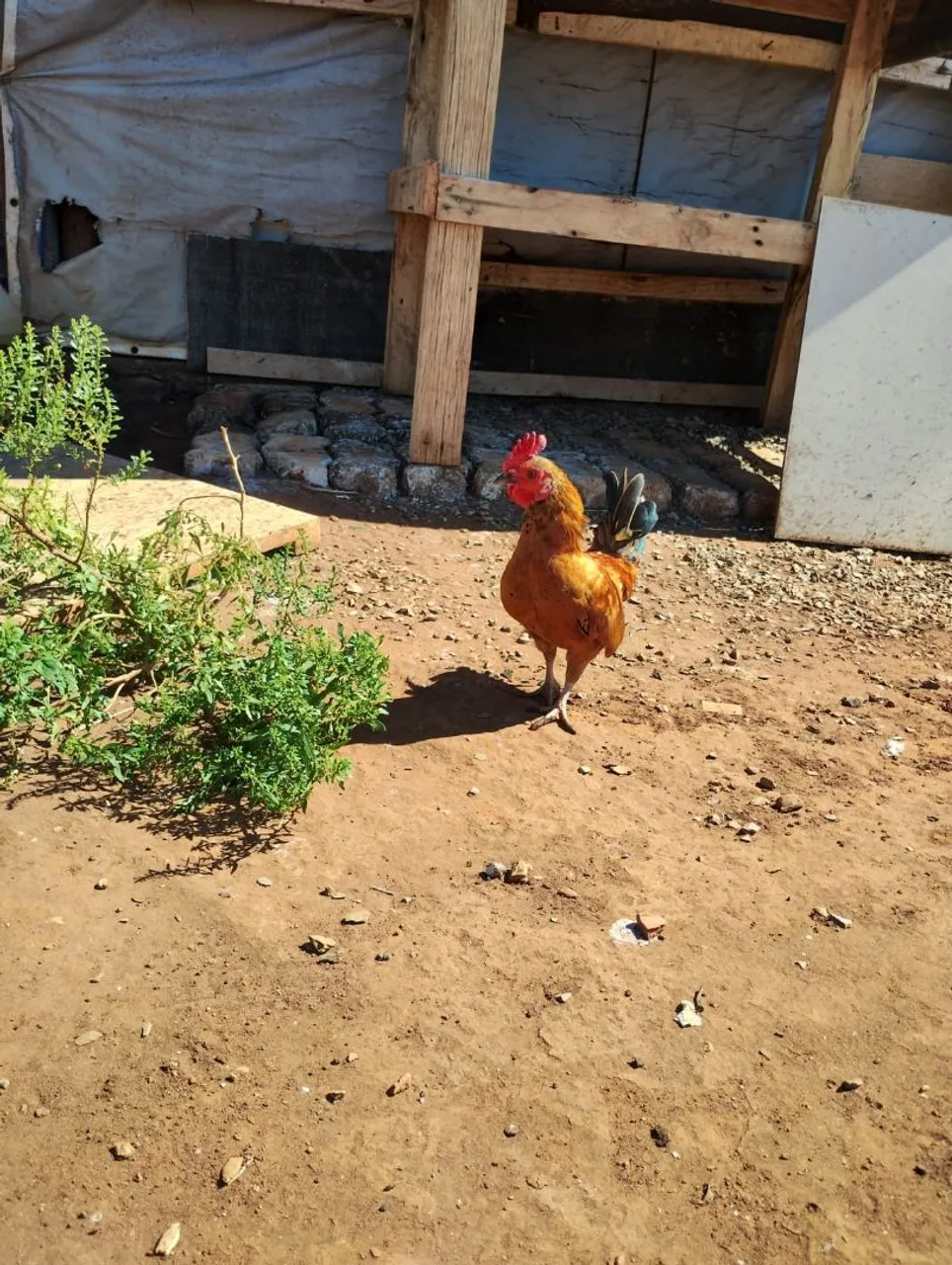 "garnizes nagasaki" no Brasil