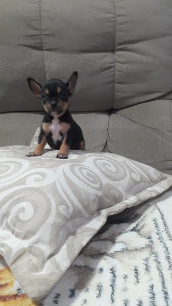 "pinscher 0" - Cachorros no Brasil