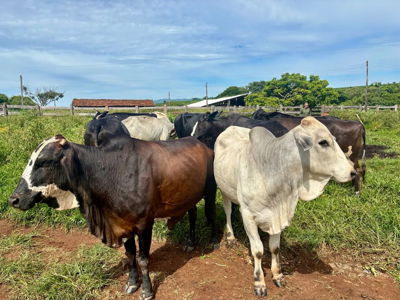Vaca de leite - Animais para agropecuária - Itaberaí 1469240561 | OLX