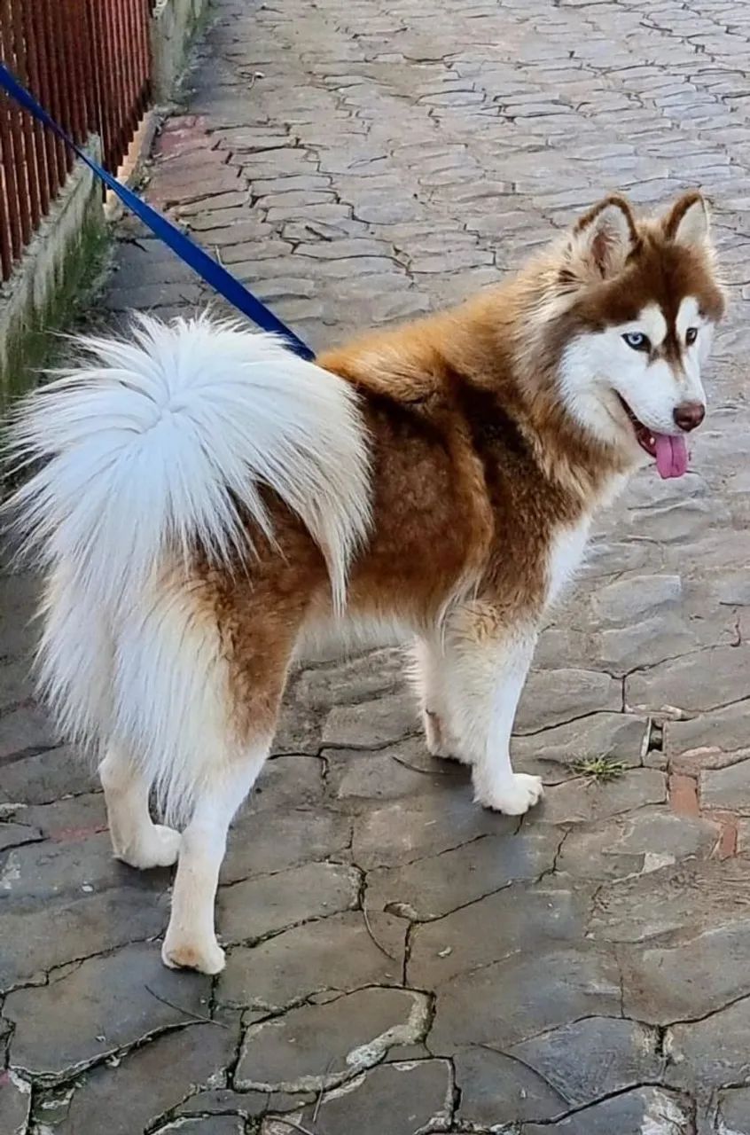 Rusky seberiano - Cachorros - Interlagos, Cascavel 1468599848 | OLX