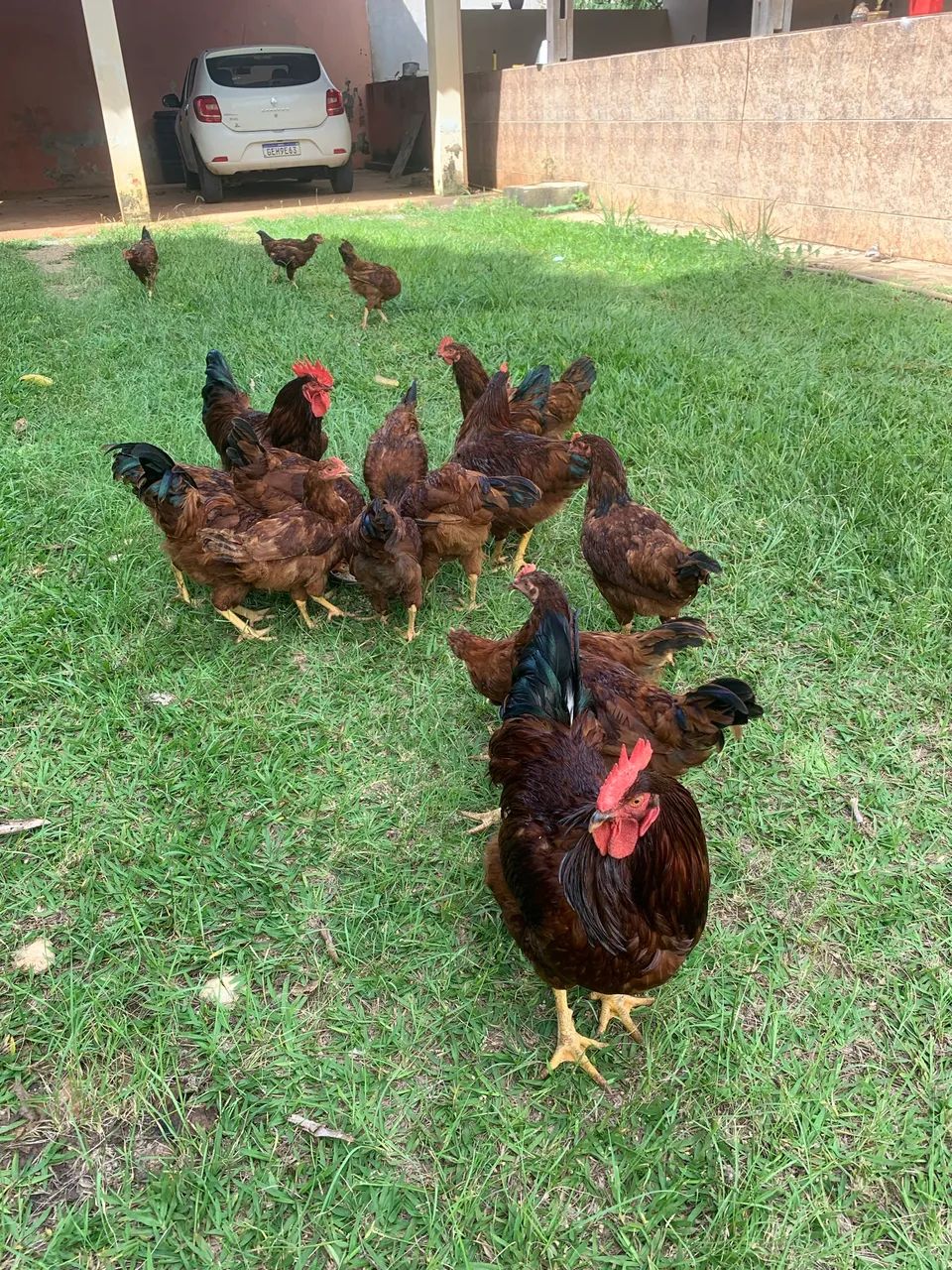 Frangos Rhode Island Red - Raça Pura - Animais para agropecuária - Área ...