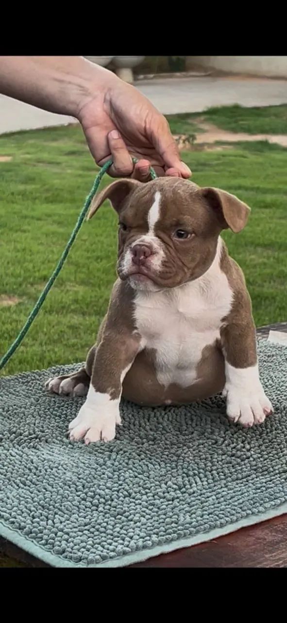 American Bully micro ? - Cachorros - Parque Araxá, Fortaleza 1505169160 ...