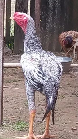 "frango branco" no Brasil