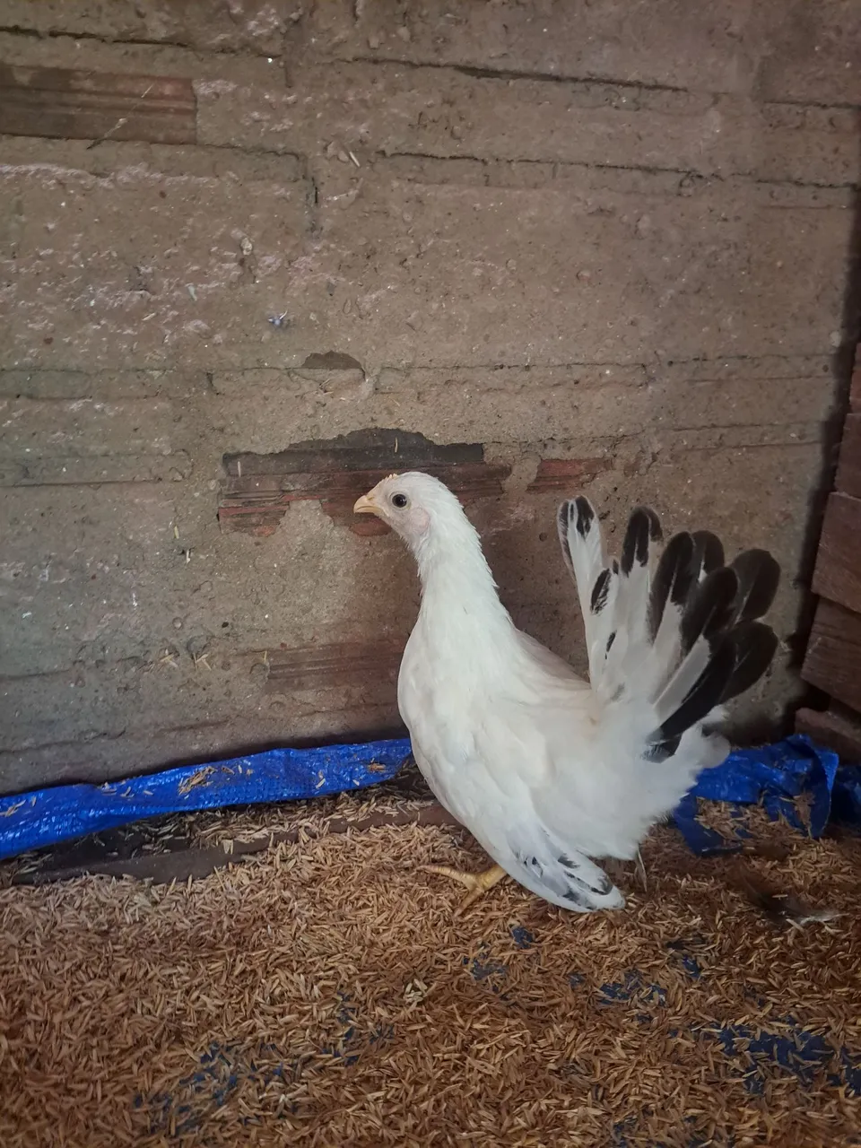 "garnizes" no Brasil