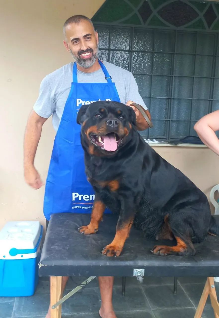 Rottweiler matriz neta Doctor Timit Tor - Cachorros - Rio Bonito ...