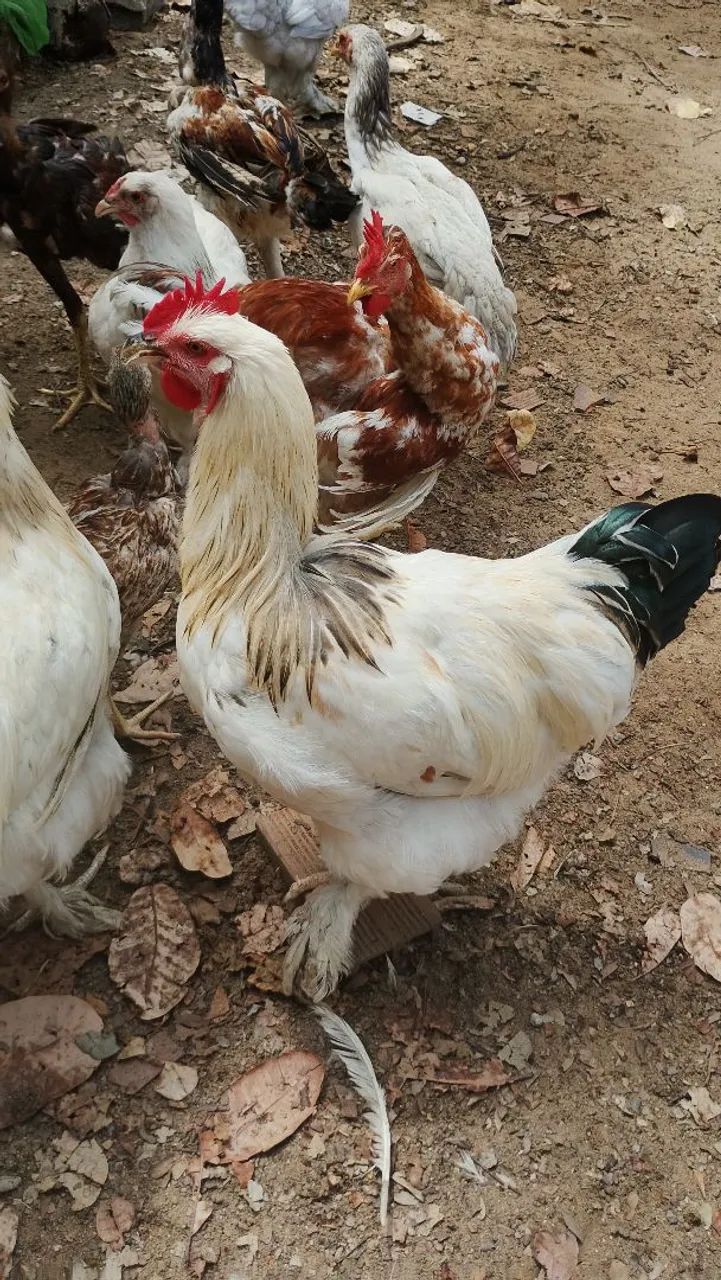 Frangos e frangas brhamas - Animais para agropecuária - Valentina de ...