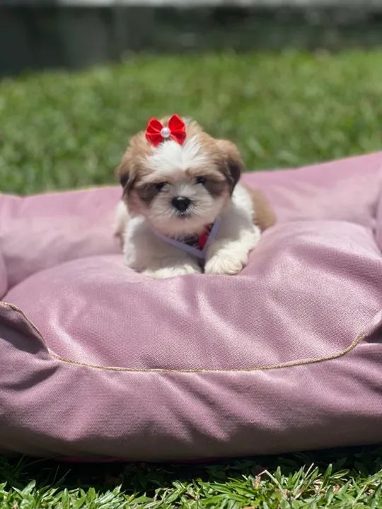 Filhote Shih Tzu Fêmea encantadores esperando uma família especial ...