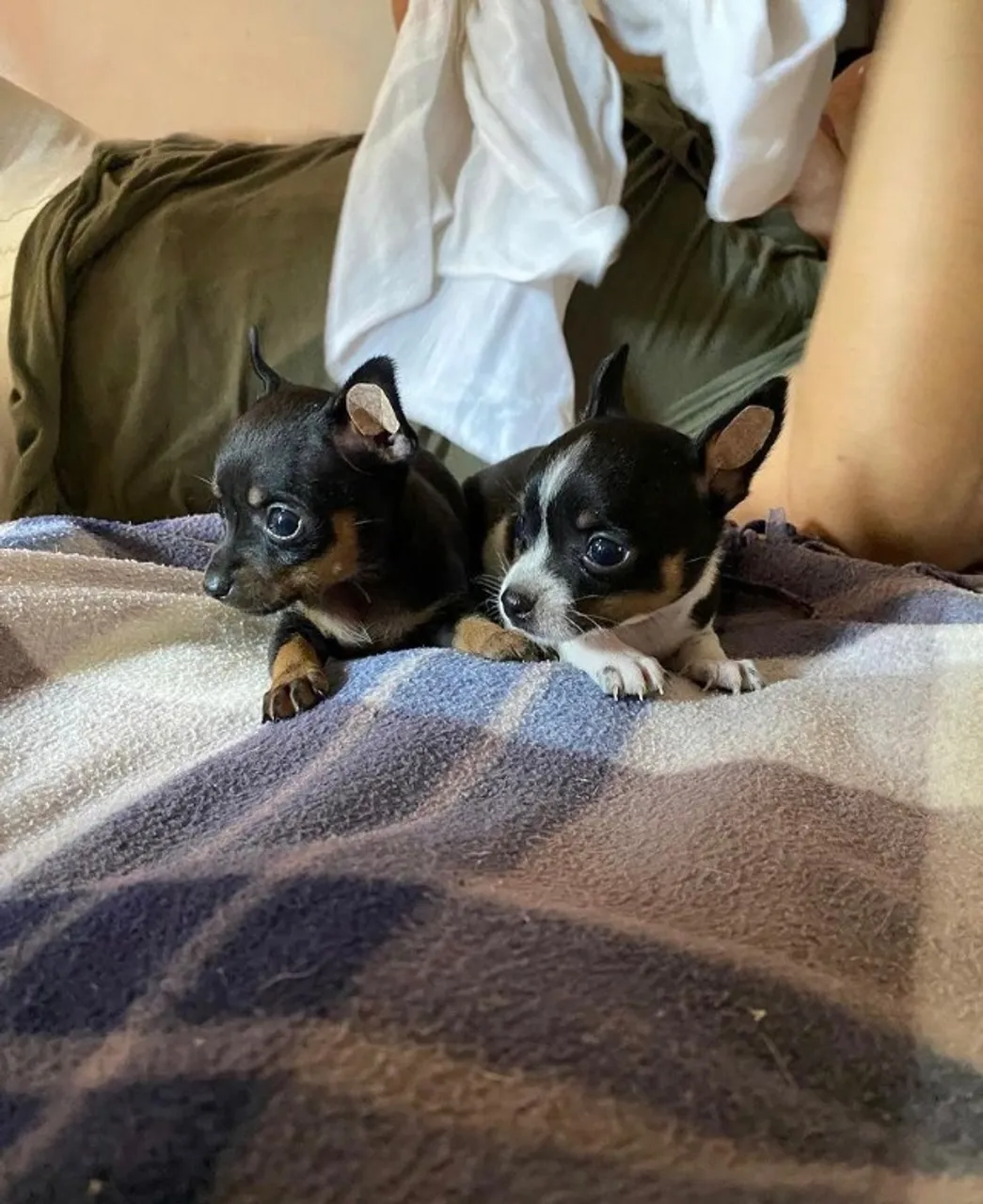 "pinscher 00 miniatura" - Cachorros no Brasil