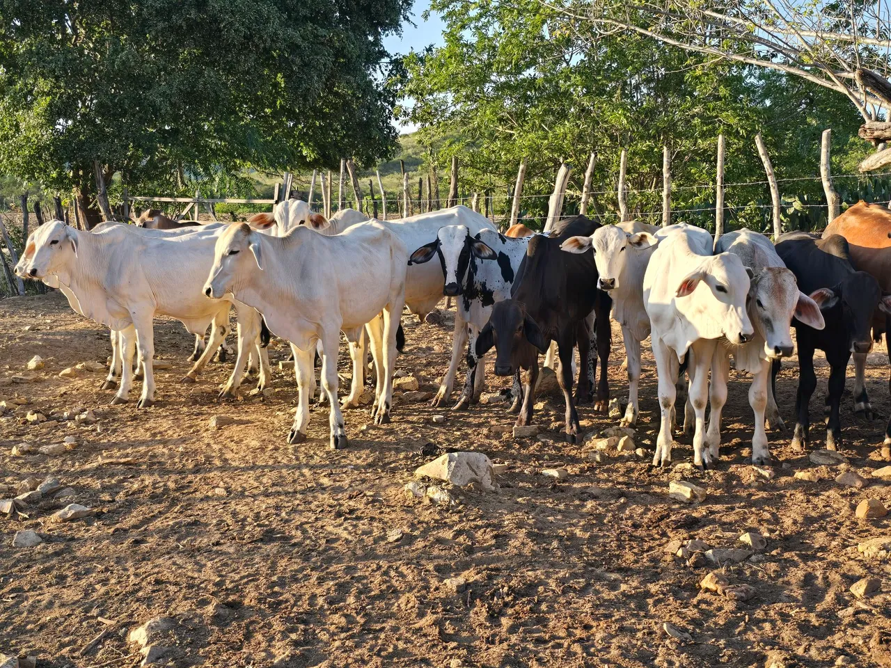 "vaca nelori" no Brasil