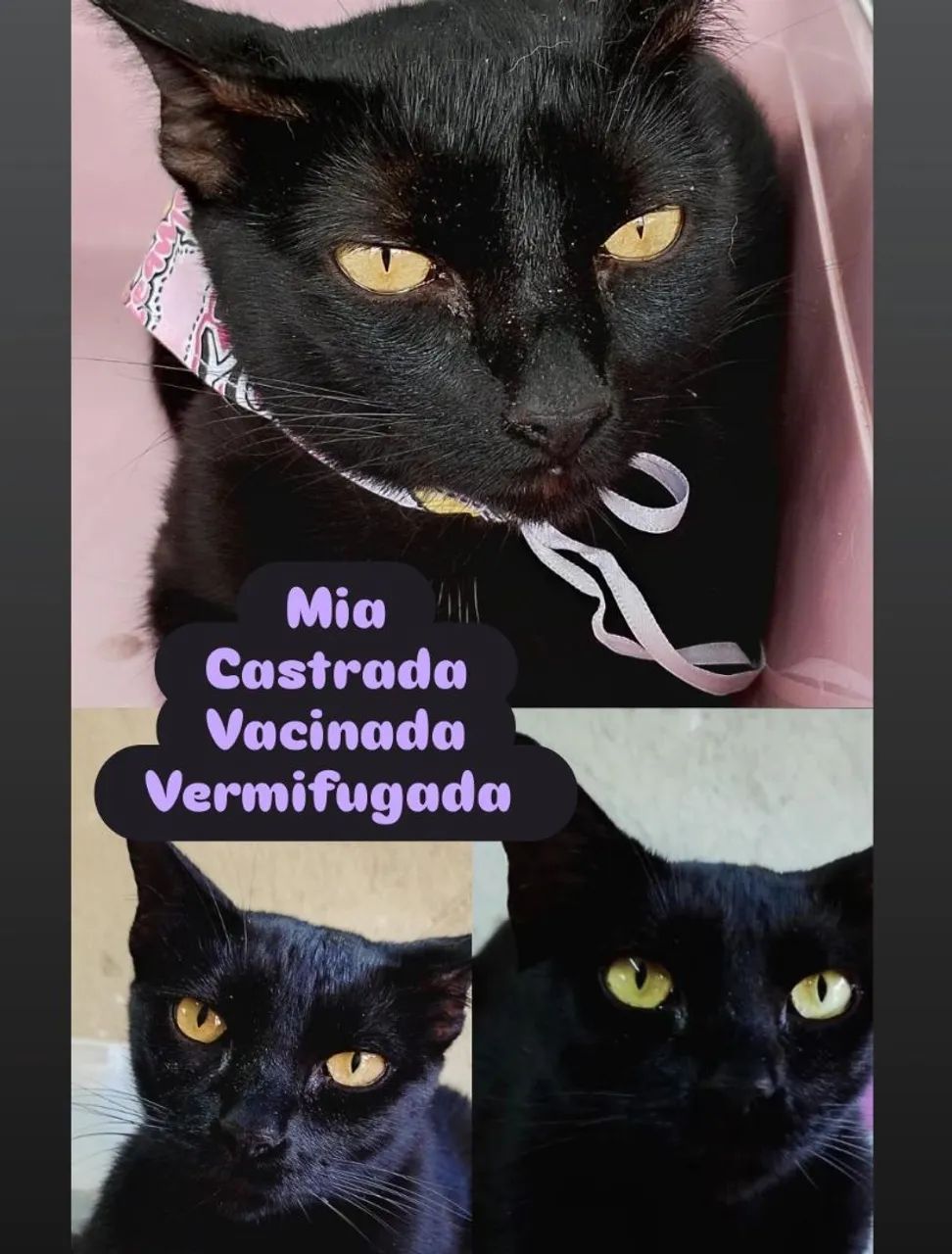 Linda gata para adoção , CASTRADA, VACINADA e Vermifugada - Gatos ...