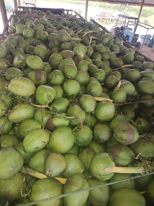 "coco verde" no Brasil