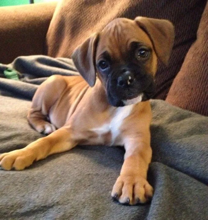 "filhotes de boxer" - Cachorros no Brasil