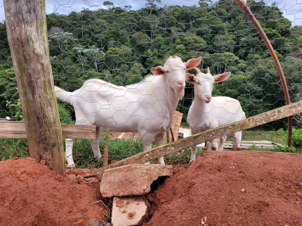 "bodes e cabras" no Brasil