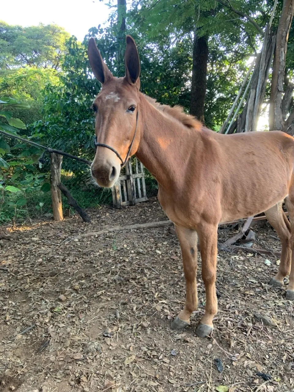"uma mula" no Brasil