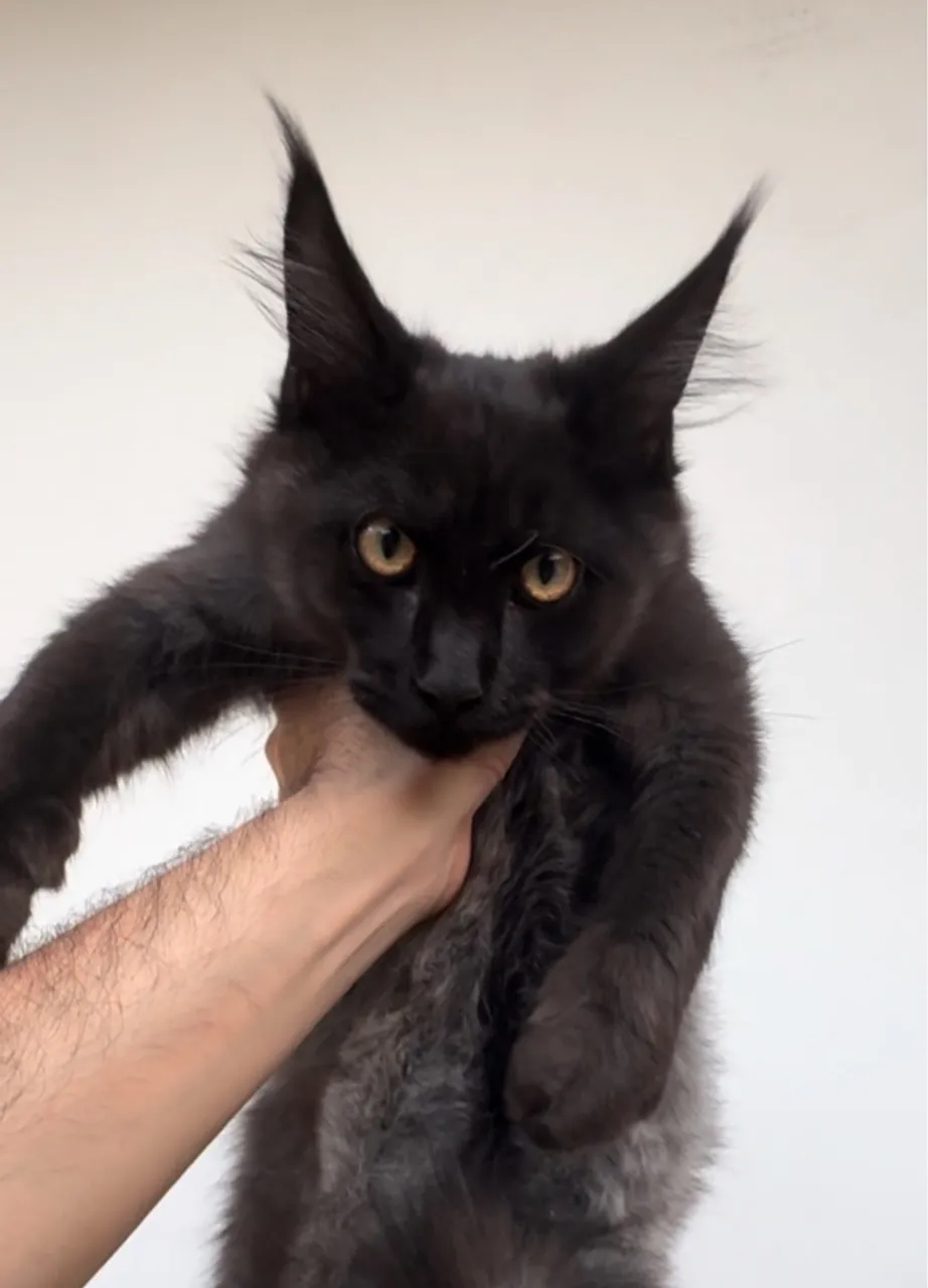 "maine coon" - Gatos no Brasil