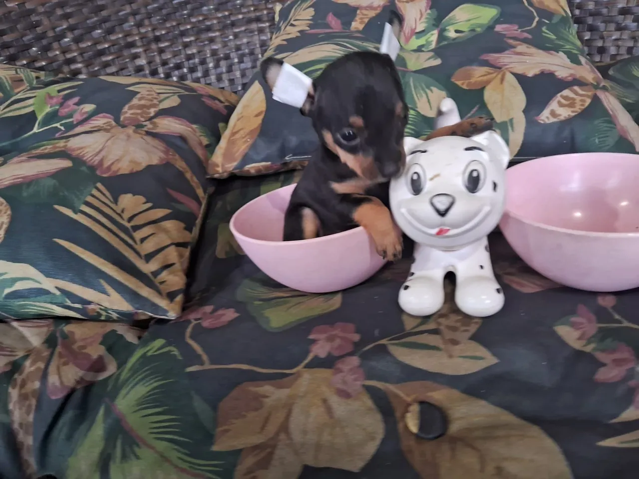 "pinscher 00 miniatura" - Cachorros no Brasil