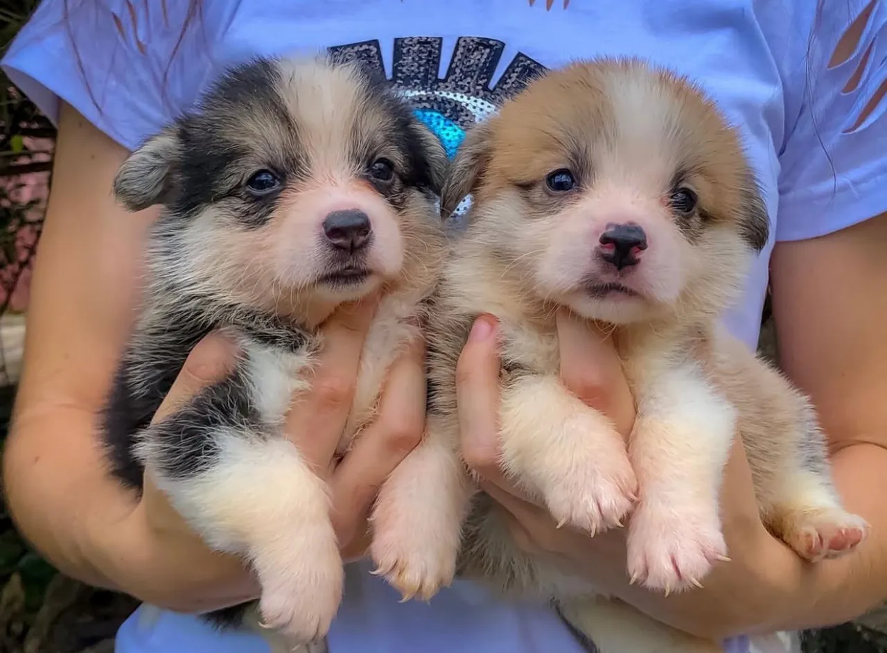 "corgi" - Cachorros no Brasil