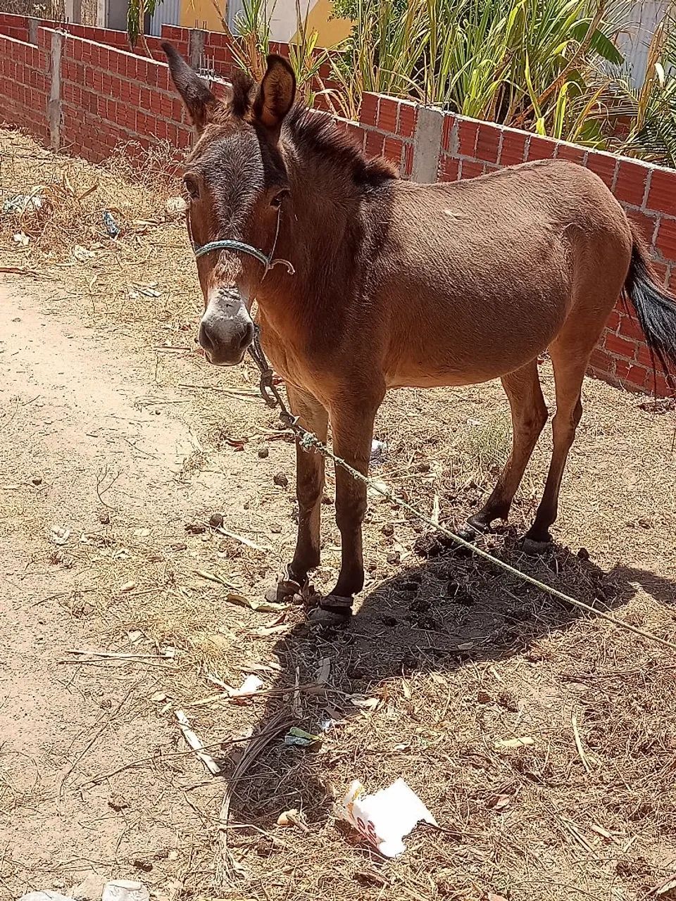 Burro mula macho - Animais para agropecuária - Caraúbas 1453971009 | OLX