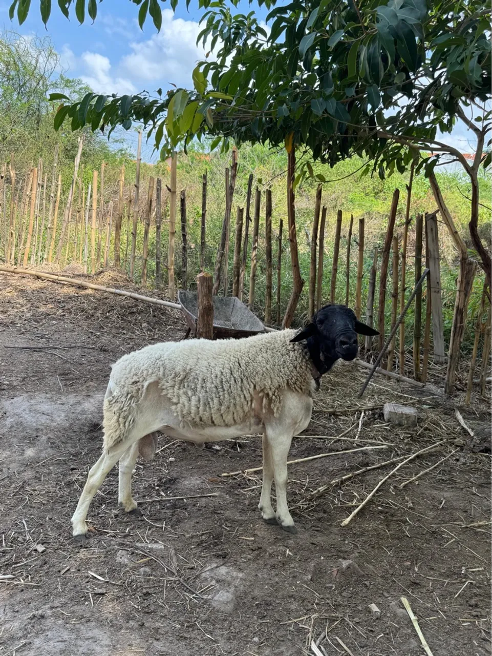 "carneiros dorper" no Brasil