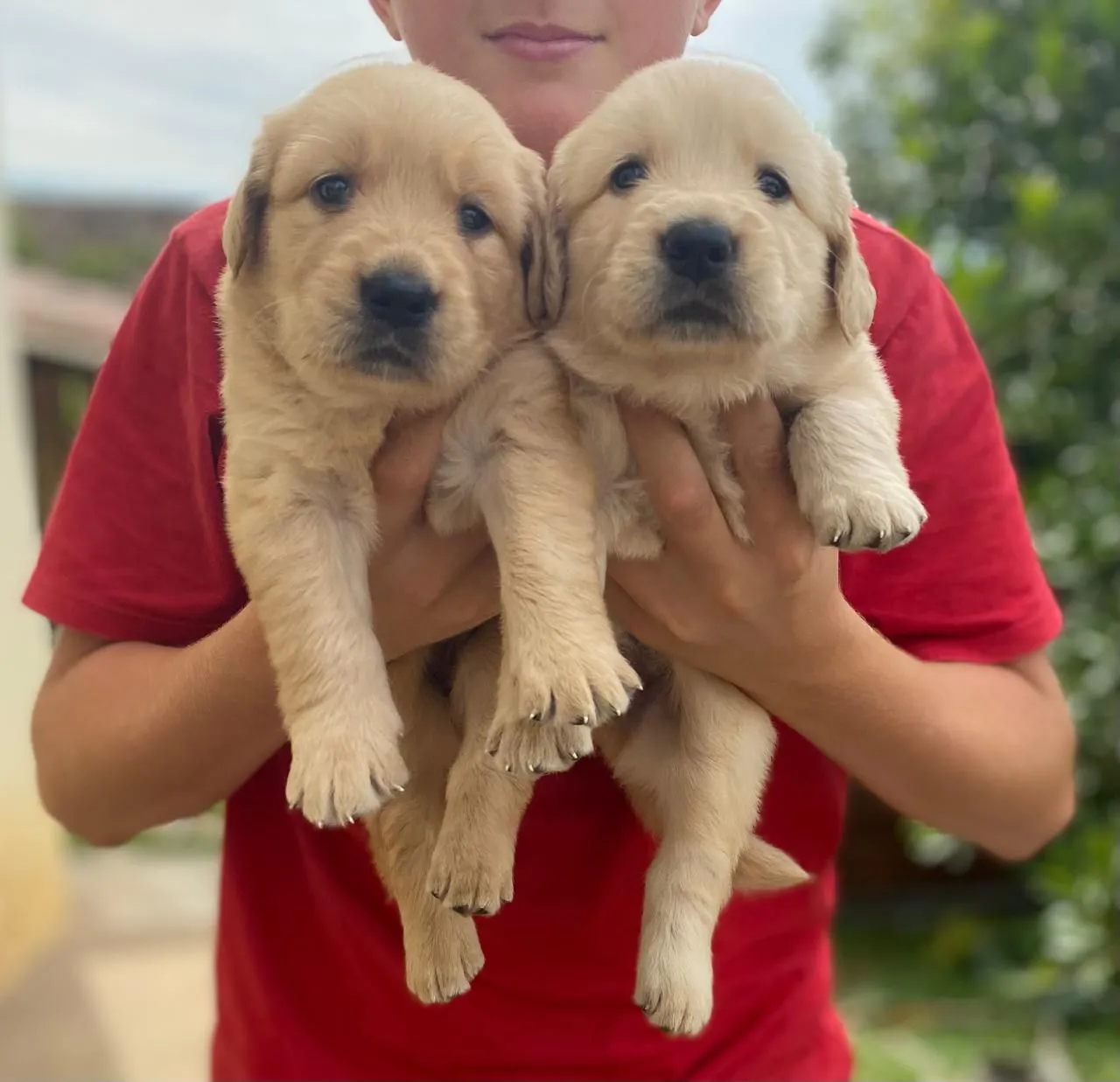 "filhotes de golden retriever" - Cachorros no Brasil
