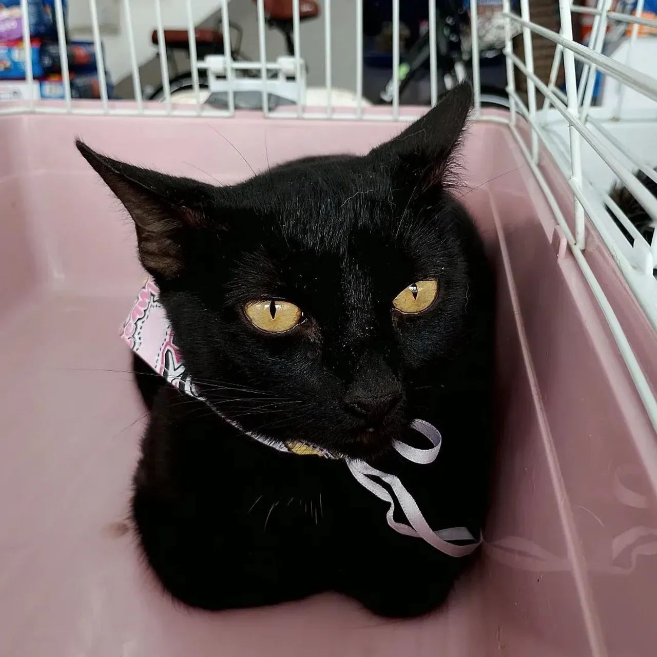 Linda gata para adoção , CASTRADA, VACINADA e Vermifugada - Gatos ...