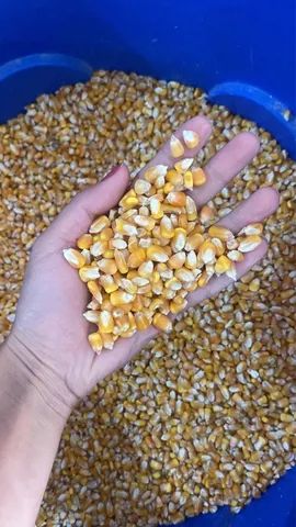 "saca de milho" no Brasil