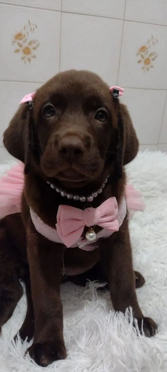 Labrador Macho e Femea - Cachorros - Barra da Tijuca, Rio de Janeiro 1449997505 | OLX