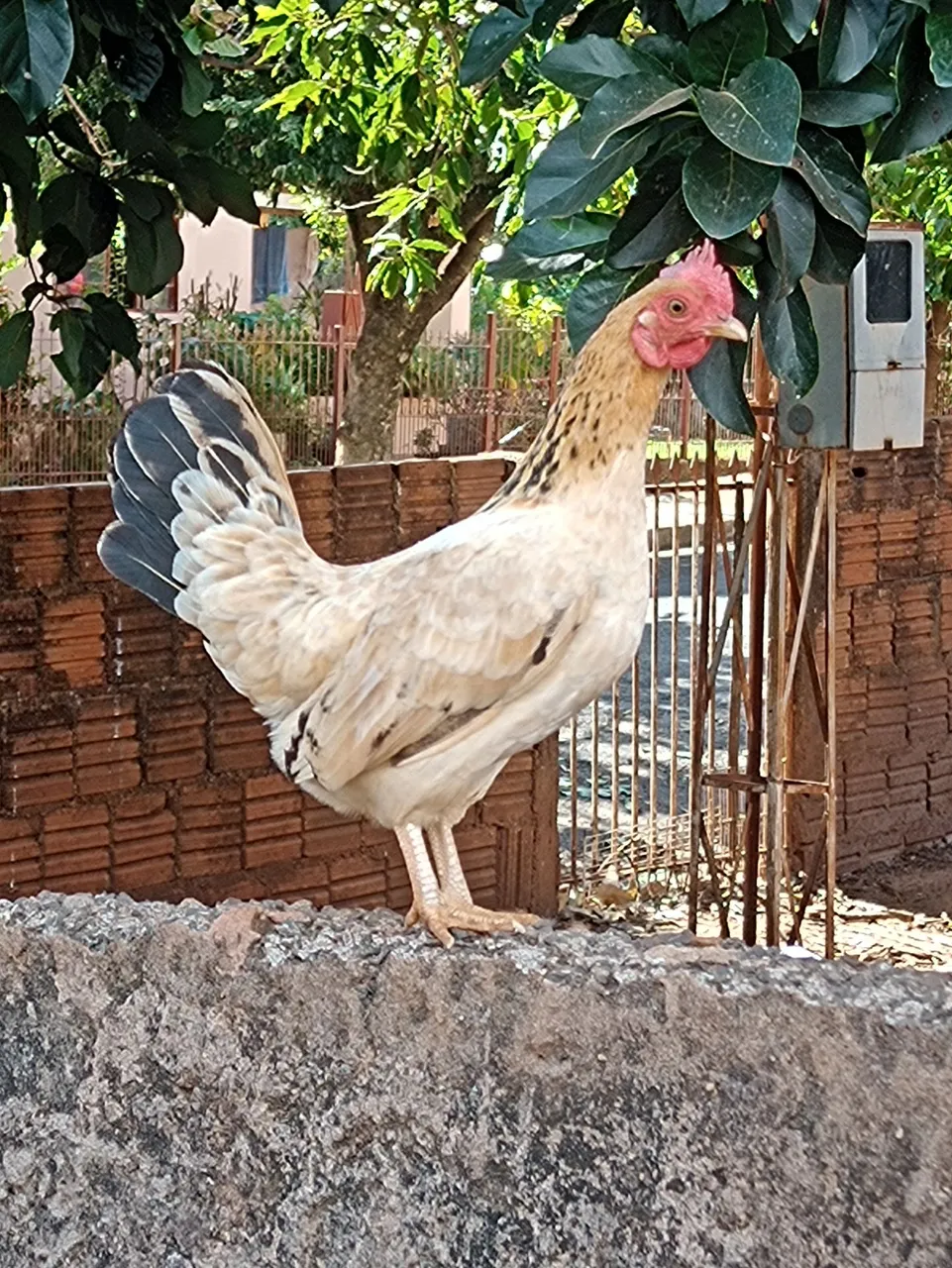 "galinha galize" no Brasil