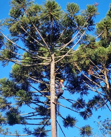 "arvores de pinus" no Brasil