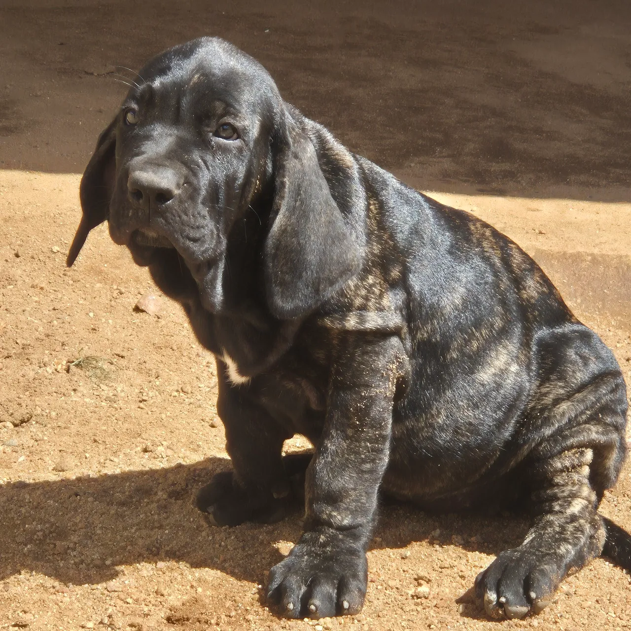 "filhote de fila brasileiro" - Cachorros no Brasil