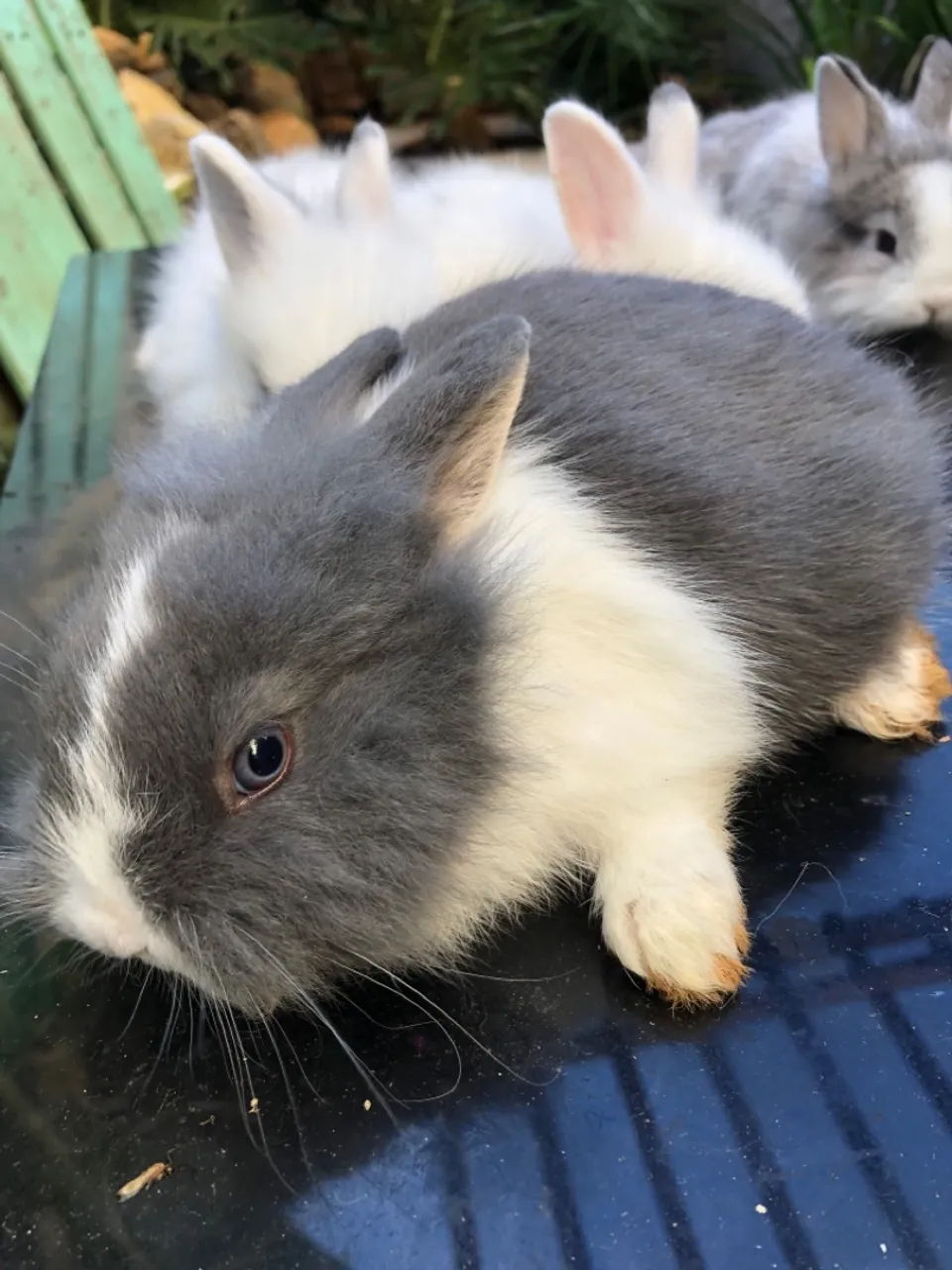 "coelhos mini lion head" - Roedores no Brasil